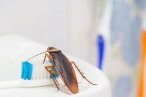 5 Signs of a Cockroach Infestation | Jones Bros. PC