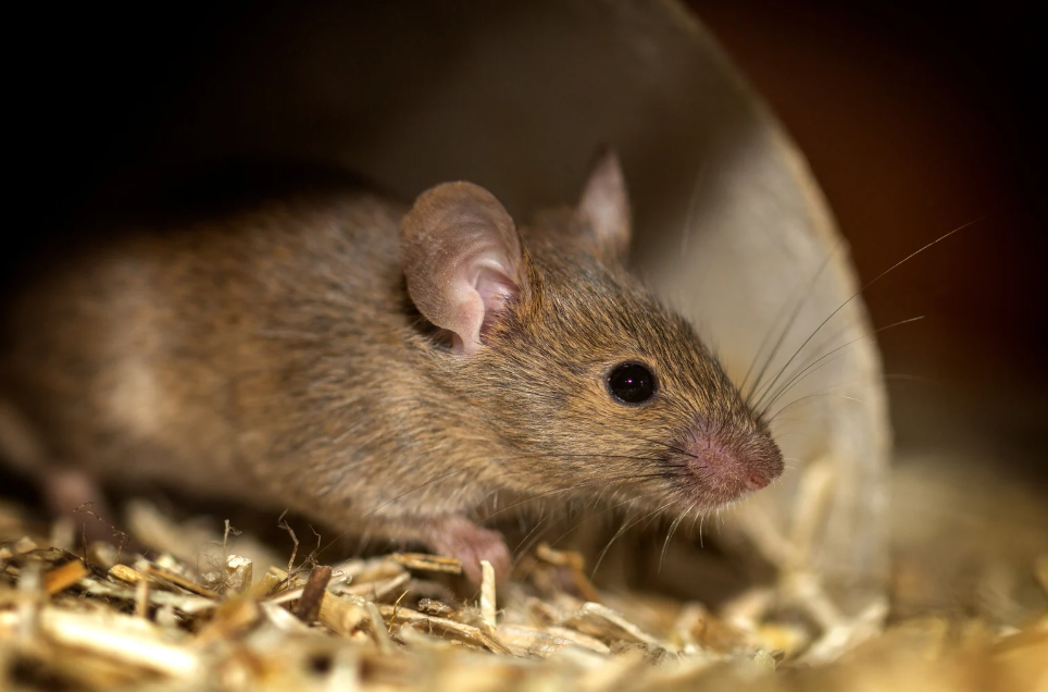 Mouse Noises at Home: How to Spot & Stop Them
